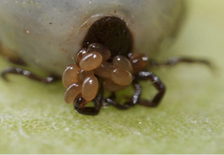 Deze onschuldig eitjes in de tuin kunnen gevaarlijker zijn dan je denkt ...